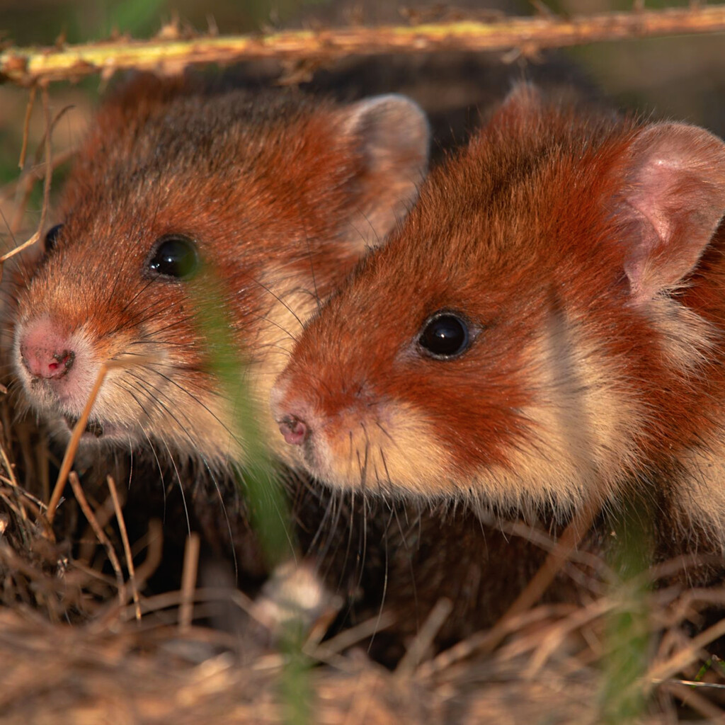 The European hamster is making a comeback to the Tarutyne Steppe - KYIVZOO