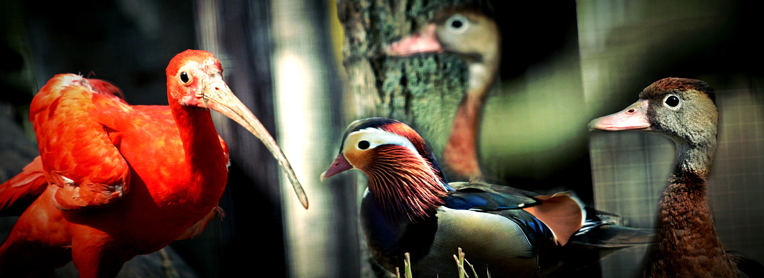 Return of birds’ flock of to outdoor aviary - KYIVZOO