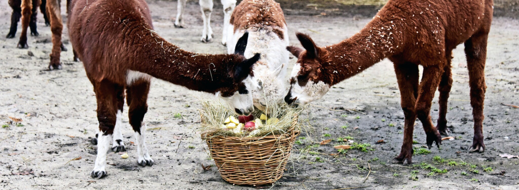 Apple treats for ungulates - KYIVZOO